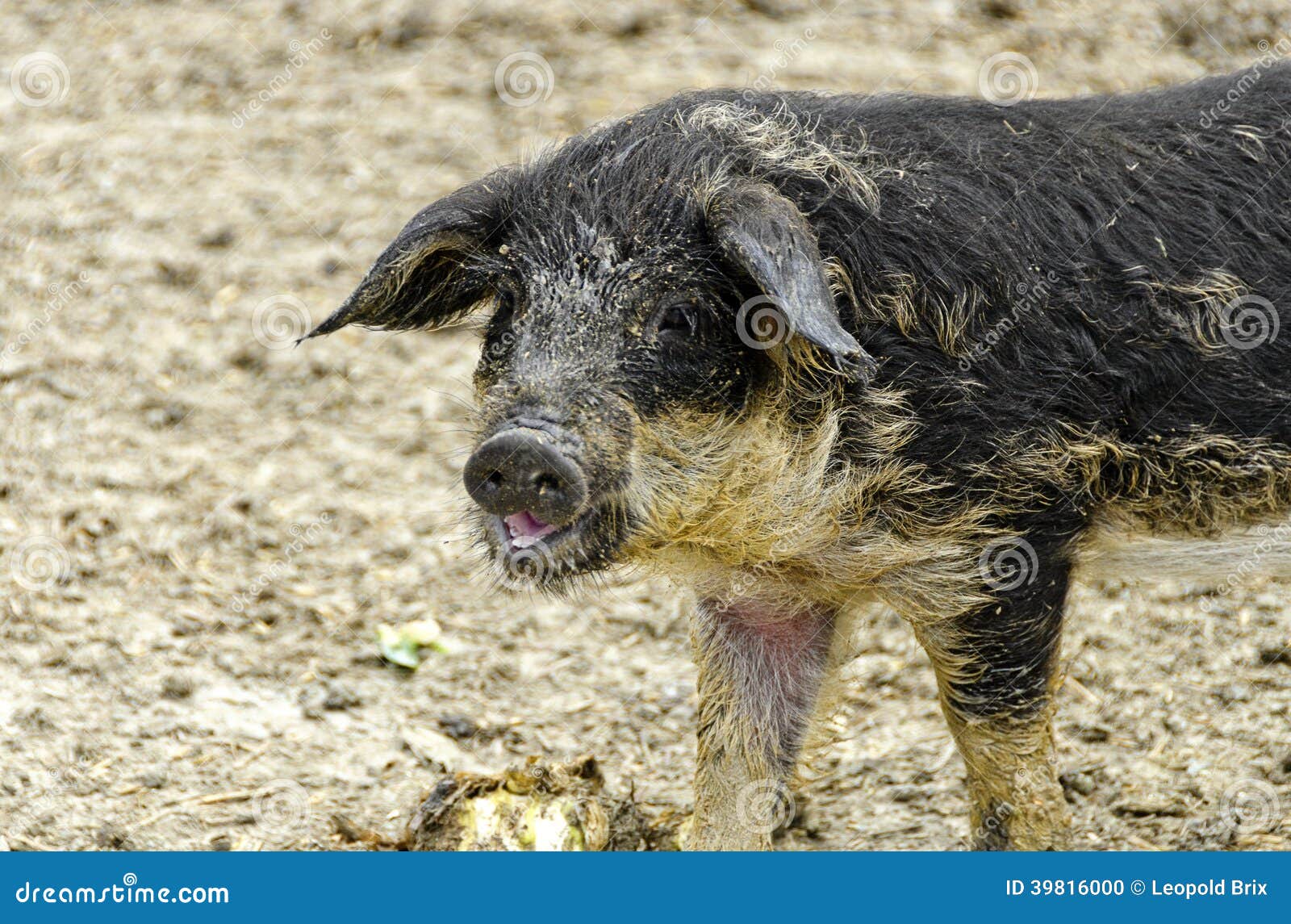 Young woolly pig stock photo. Image of thick, coat, young - 39816000