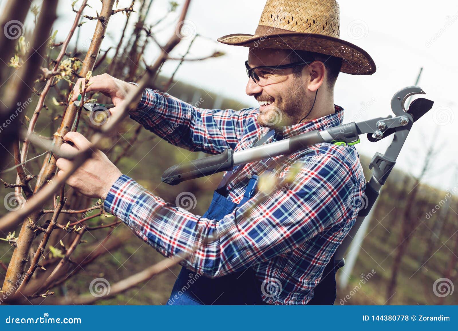 Worker Pruning Trees in Orchard Stock Photo - Image of sunset, plant ...