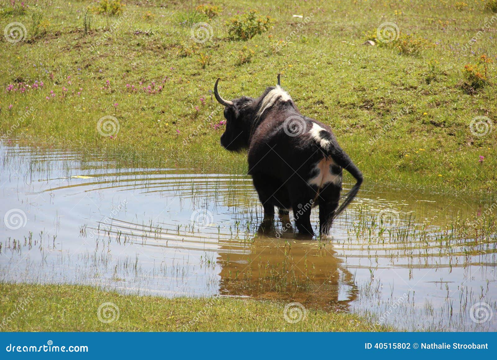 Young yak stock photo. Image of grassland, horns, cattle - 40515802