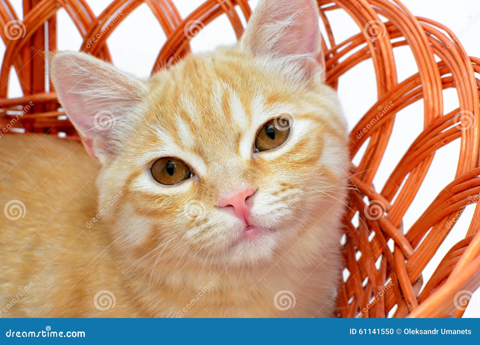 Young Yellow Cat Sitting in a Wicker Basket Stock Photo - Image of ...