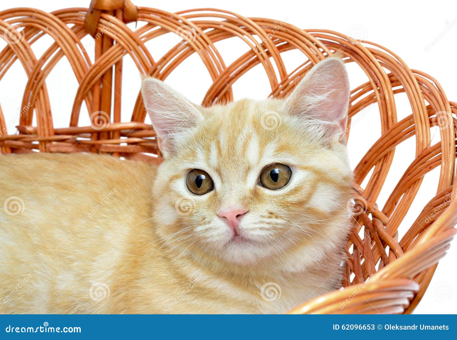 Young Yellow Cat Sitting in a Wicker Basket Stock Image - Image of ...