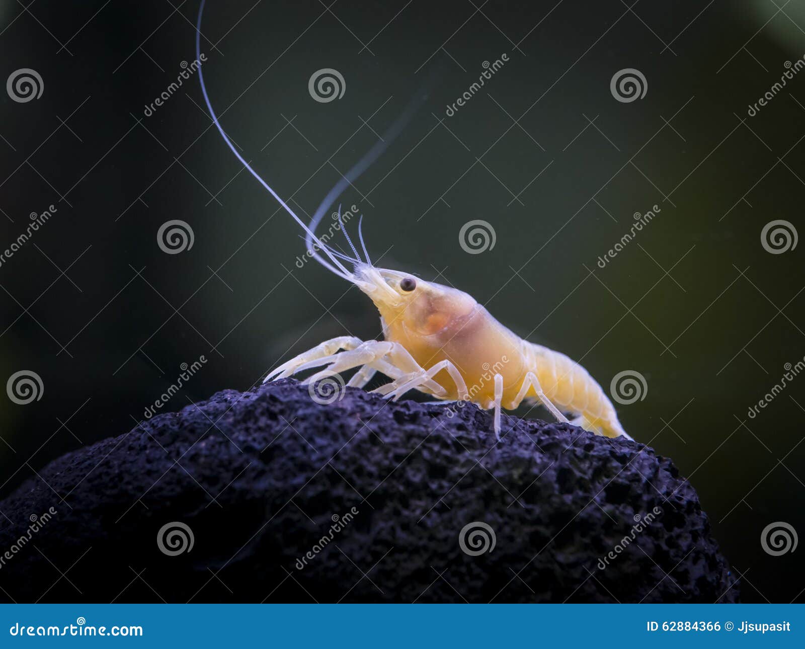 Young Yellow Crayfish in Tank Stock Photo - Image of tank, fresh: 62884366