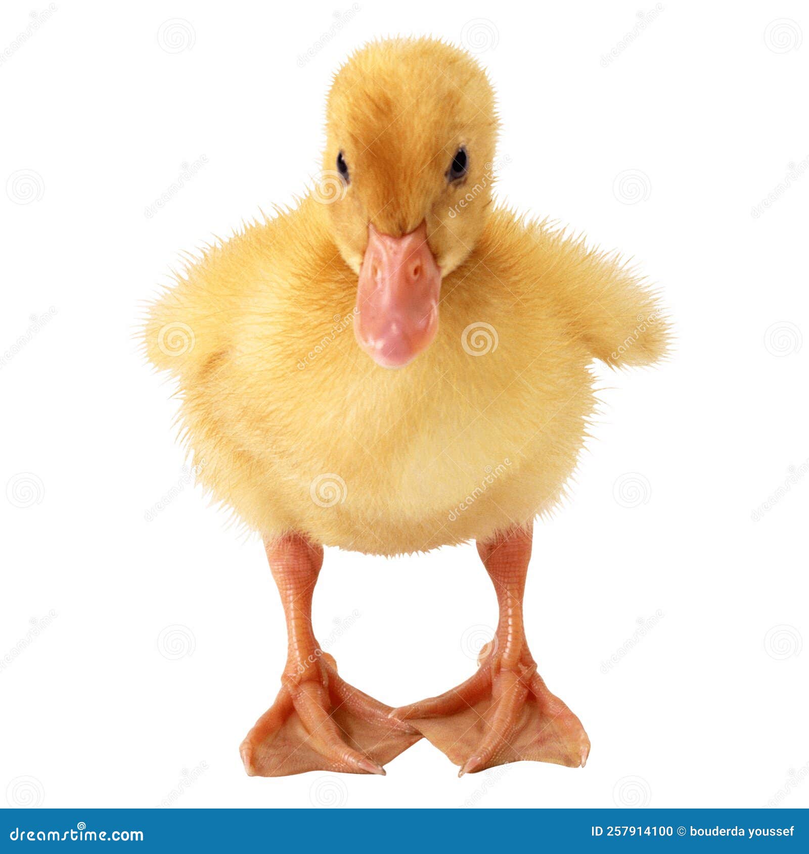 Young yellow duck stock photo. Image of animal, beak - 257914100