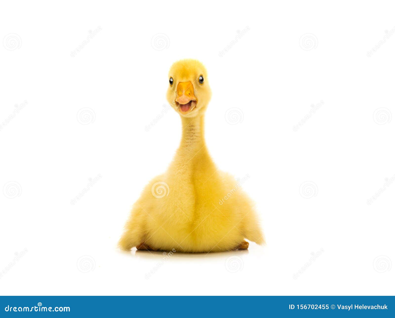 Young Yellow Goose Isolated on White Stock Image - Image of livestock ...