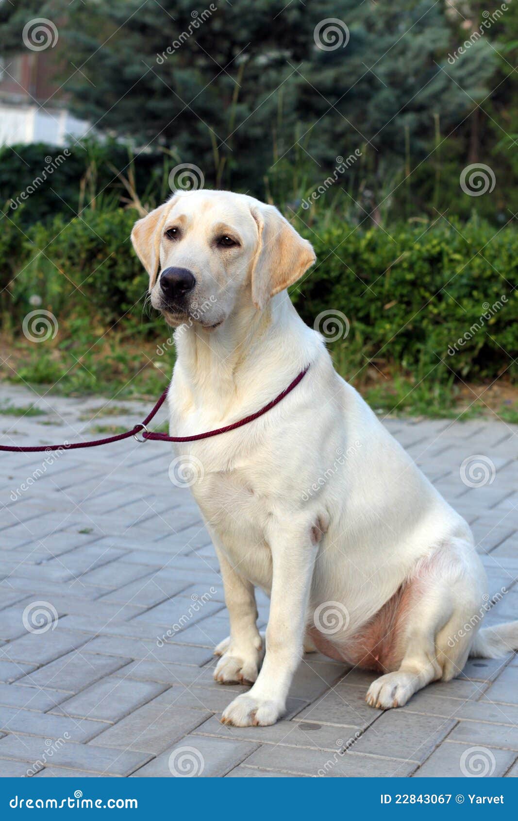 A young yellow labrador stock image. Image of young, fall - 22843067