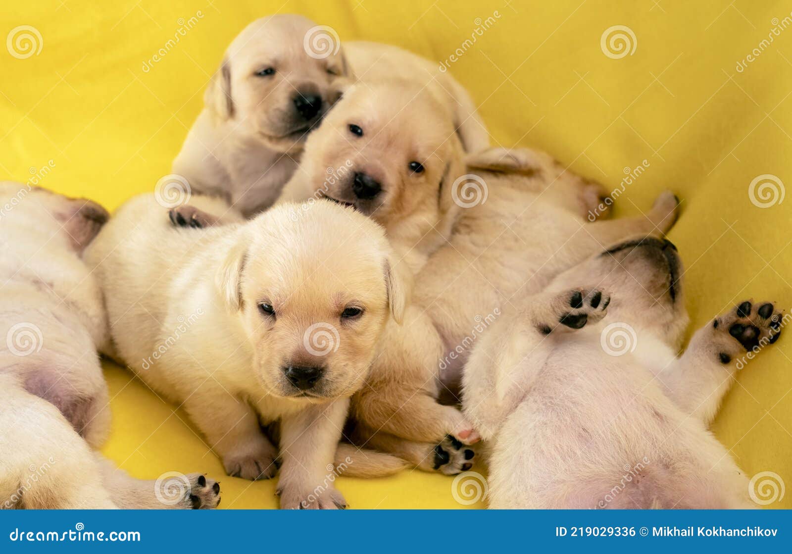 Young Yellow Labrador Puppies Stock Photo - Image of animal, newborn ...