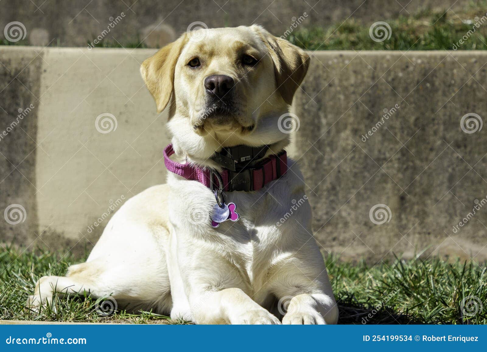 A Young Yellow Labrador Retriever Stock Photo - Image of snore ...