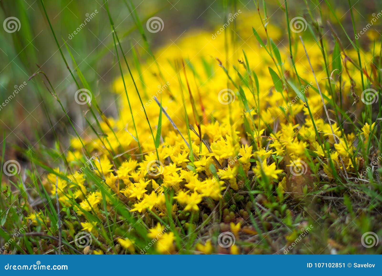 Young Yellow Moss in Green Grass in Spring Macro Stock Image - Image of ...