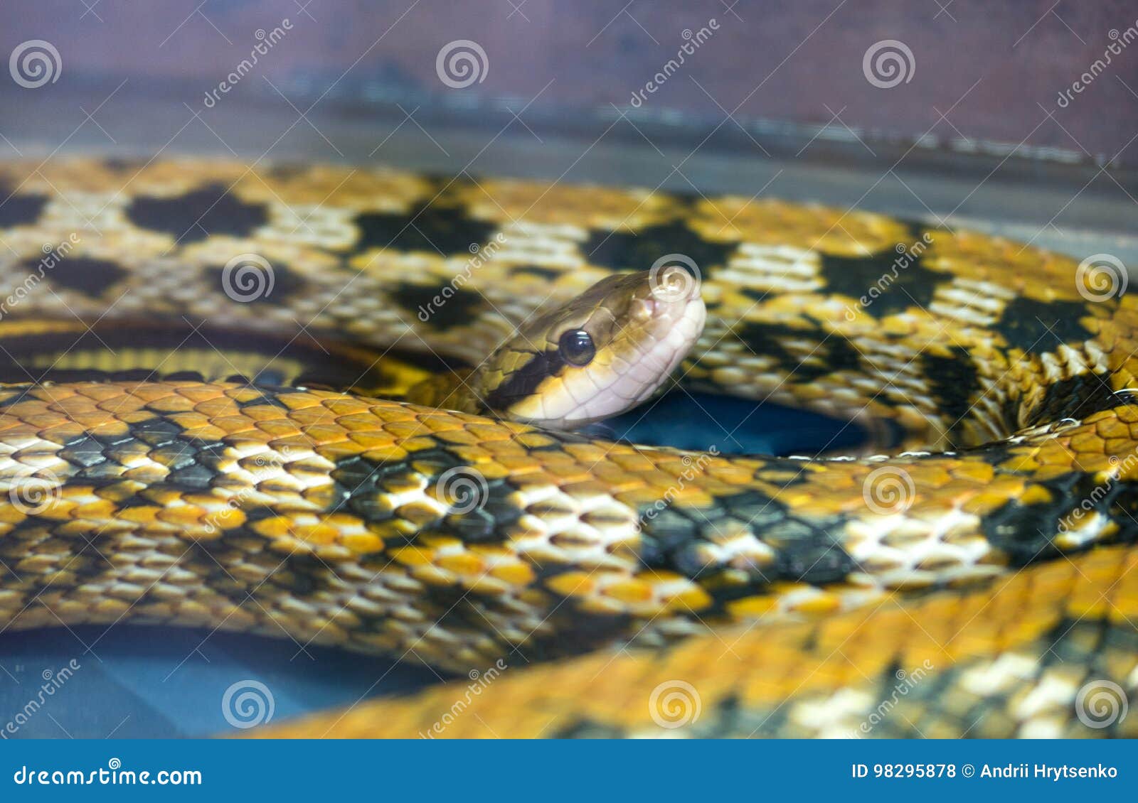 Python in cage stock photo. Image of wildlife, dangerous - 98295878