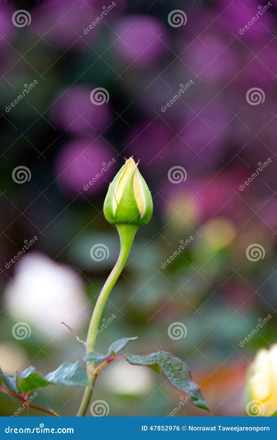 Young yellow Rose stock photo. Image of pink, nature - 47852976