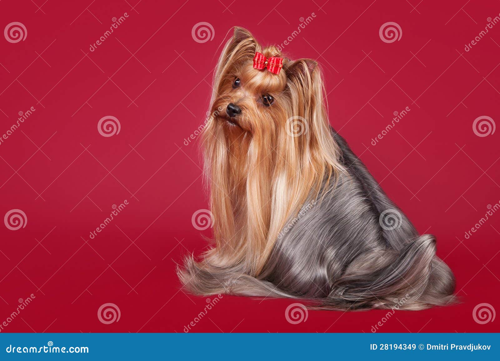 Young Yorkie on dark red stock image. Image of puppy - 28194349