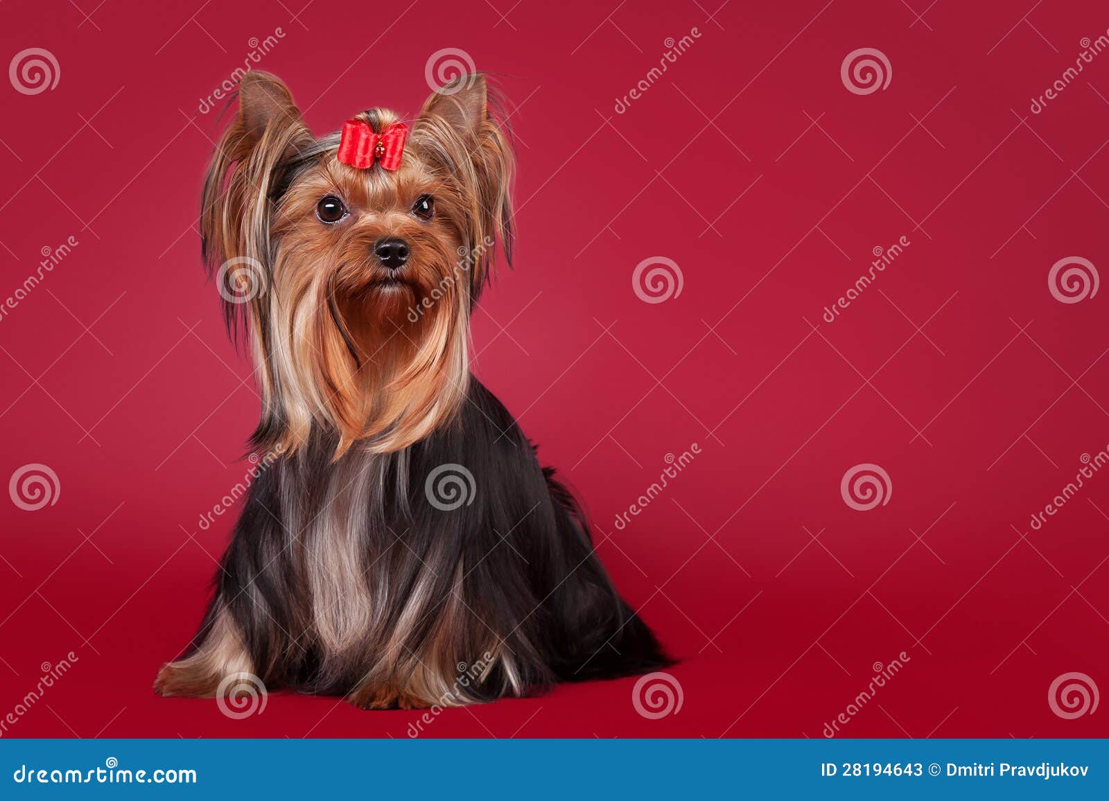 Young Yorkie Puppy On Table With Wooden Texture Stock Photo ...