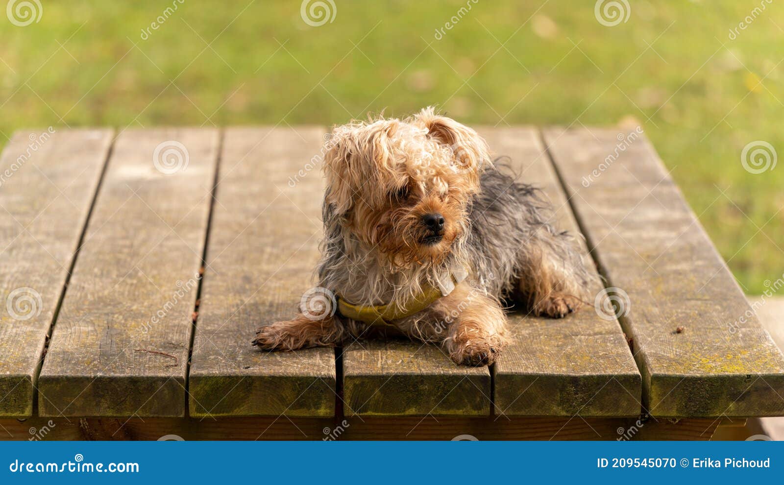 Young Yorkshire Male, on a Wooden Table Stock Photo - Image of blonde ...