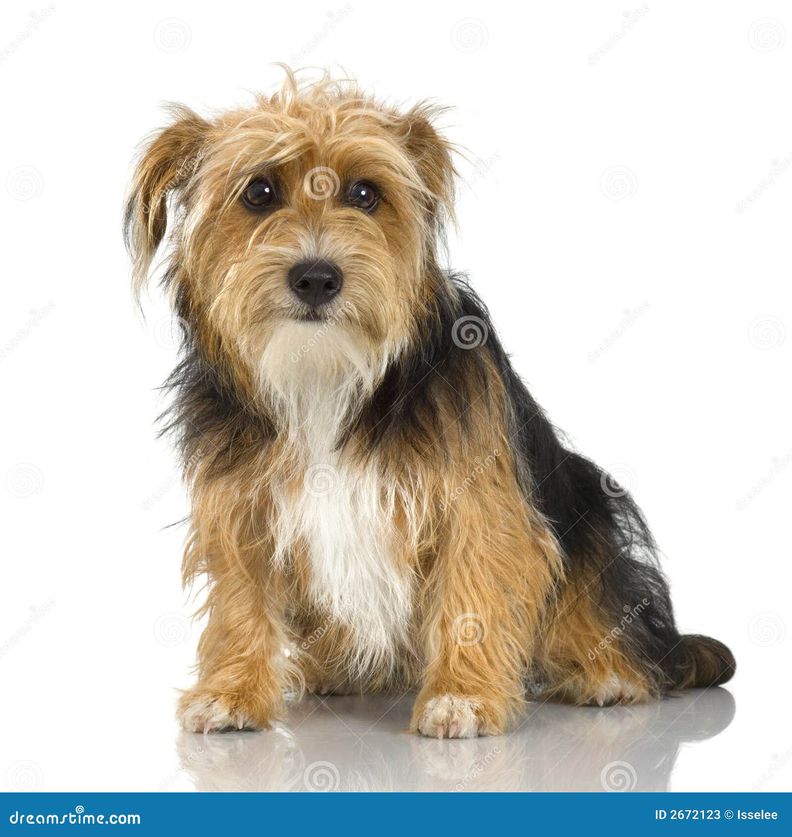 Young Yorkshire Terrier stock image. Image of brown, animal - 2672123