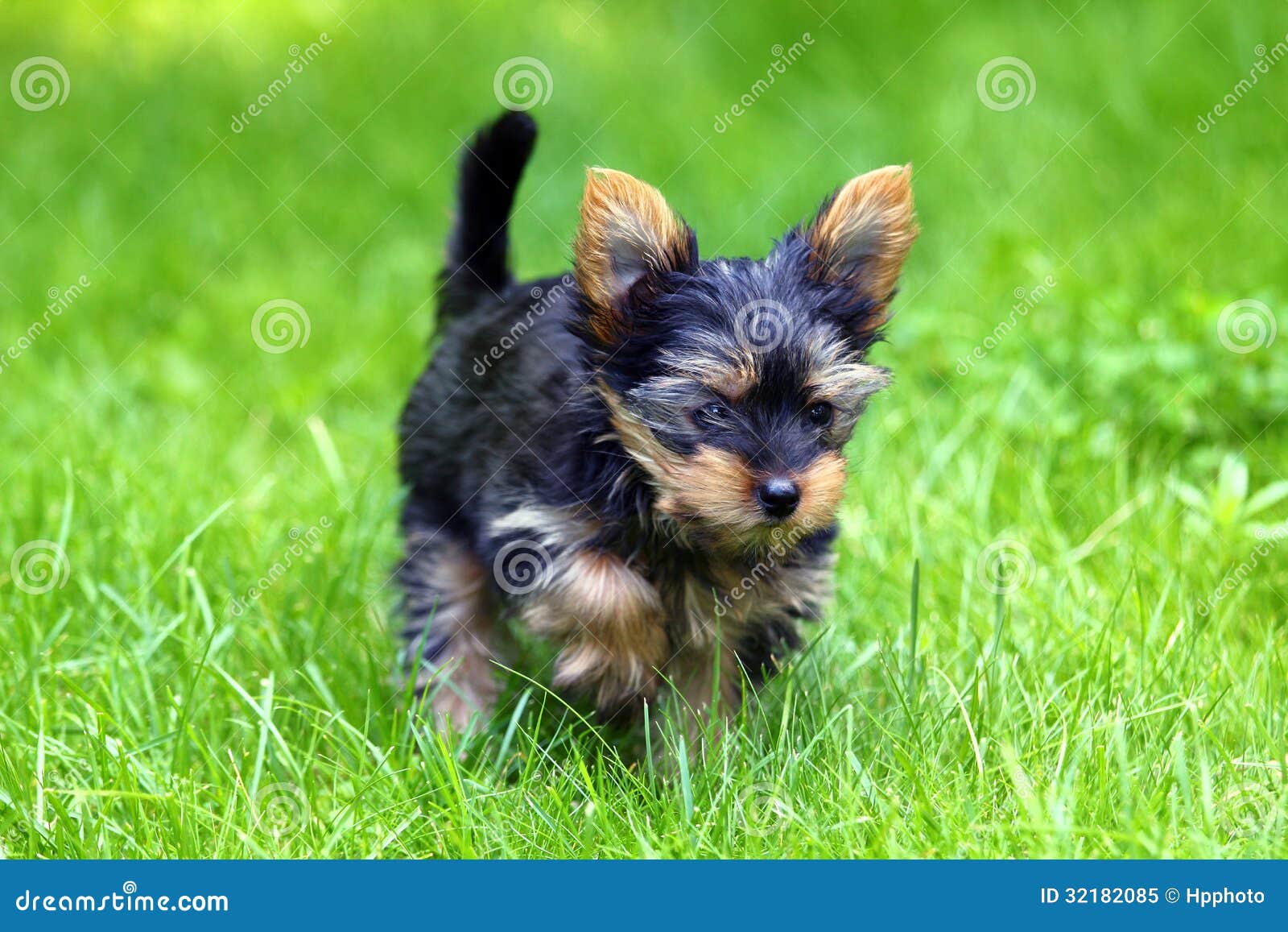 Young Yorkshire Terrier is Having Fun Stock Image - Image of friendship ...