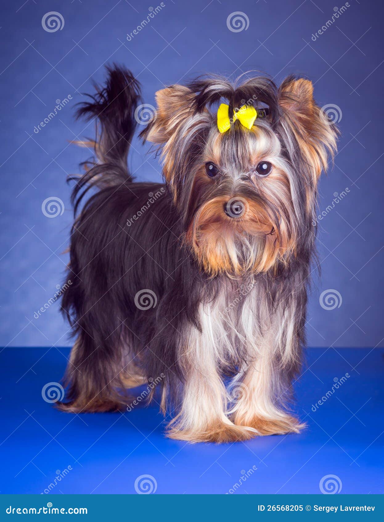 Young Yorkshire Terrier Standing Stock Image - Image of blue, puppies ...