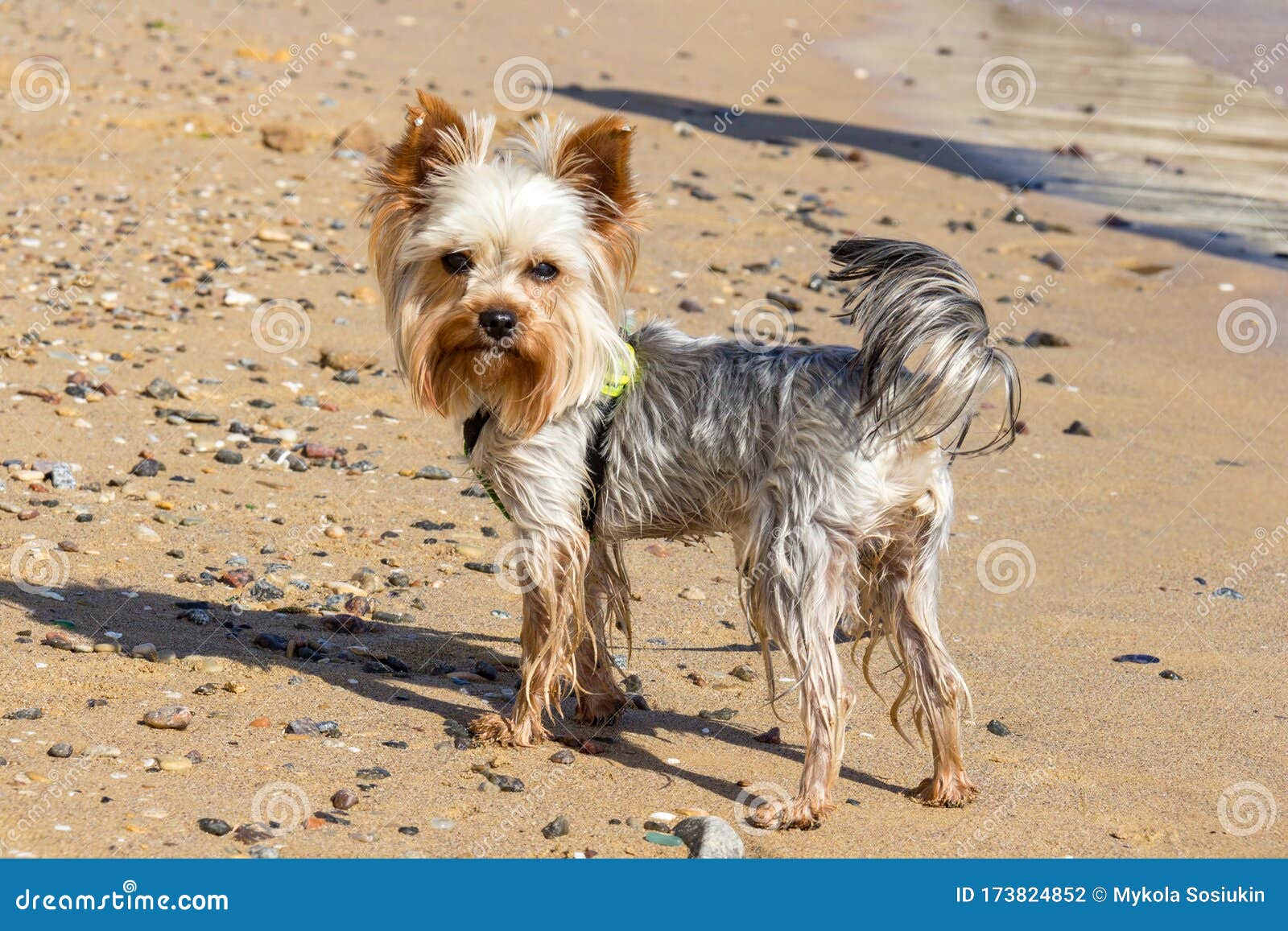 Young Yorkshire Terrier is Walking and Having Fun on the Beach. Feel ...