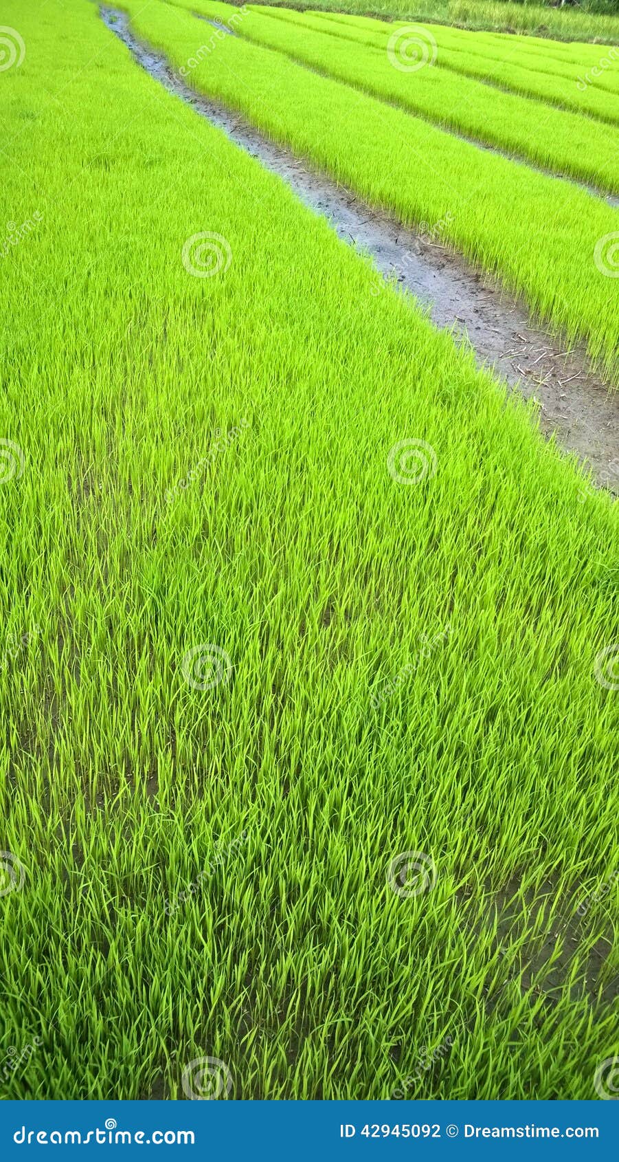 Young Young rice field stock photo. Image of croft, thai - 42945092