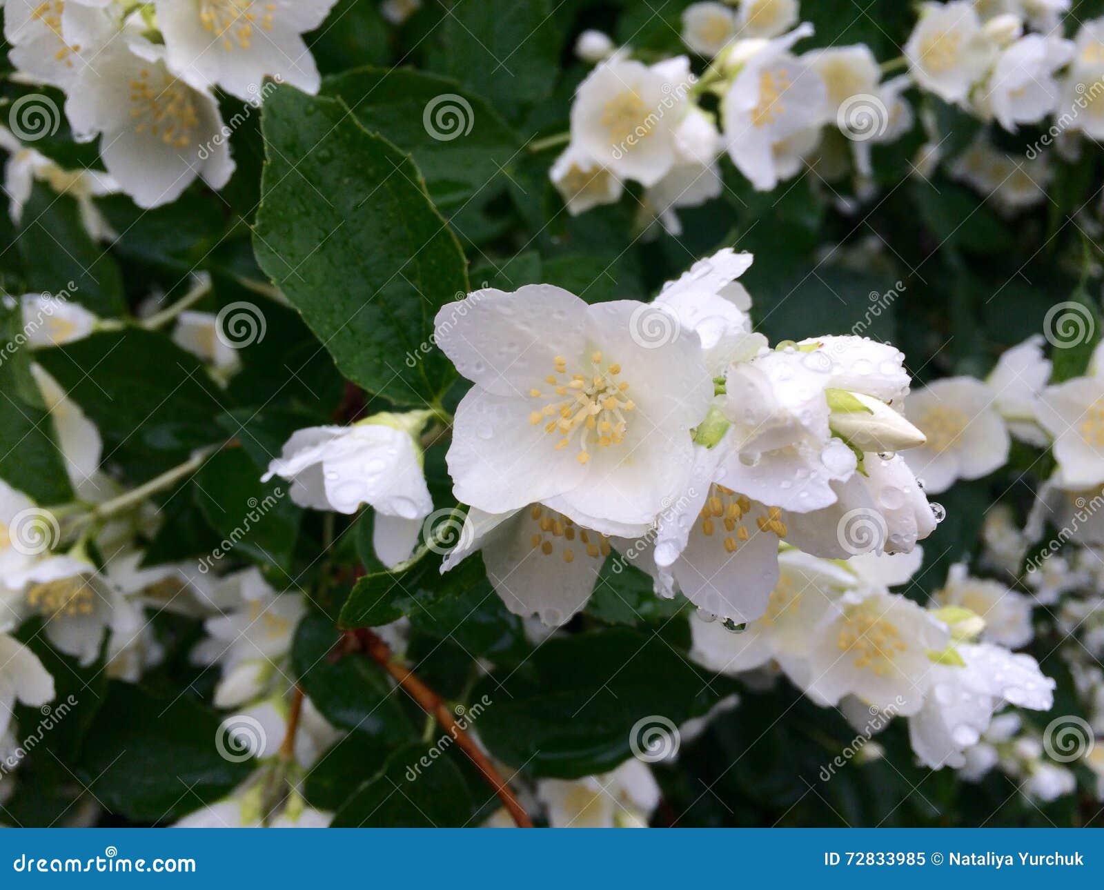 Young zasmine stock image. Image of flowers, leaf, smell - 72833985