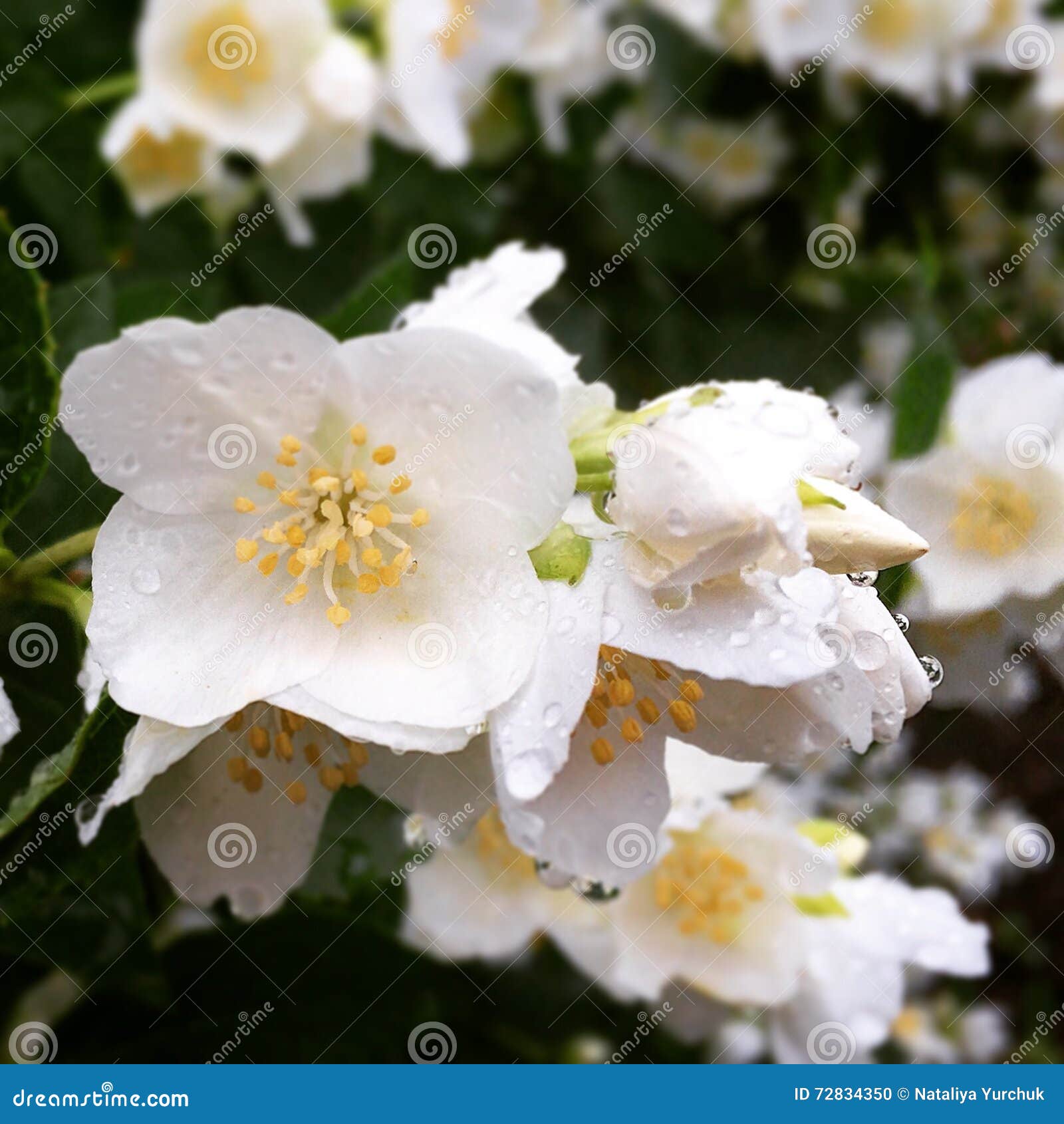 Young zasmine stock photo. Image of garden, green, rain - 72834350