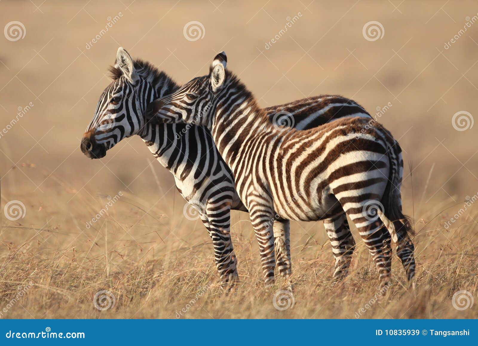 Young zebra stock image. Image of mammal, wild, africa - 10835939