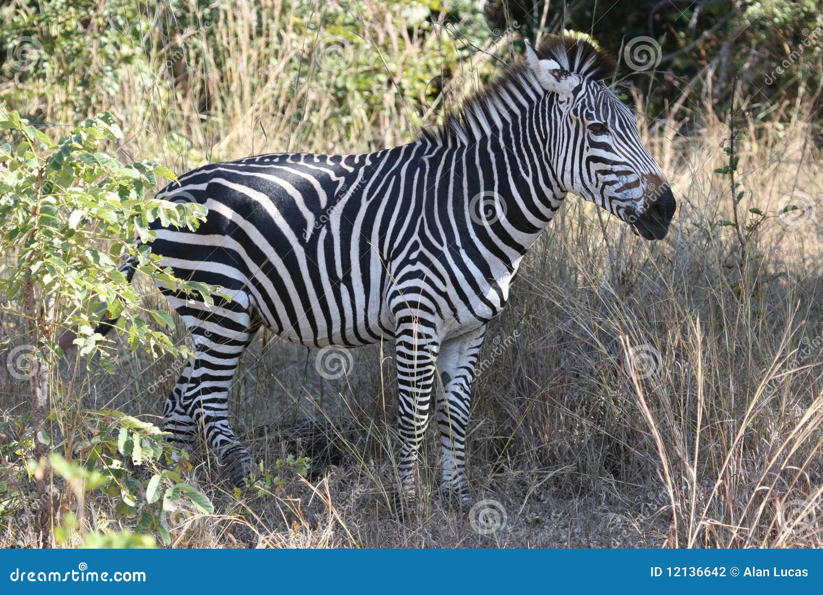 Young Zebra stock photo. Image of hooved, striped, watching - 12136642