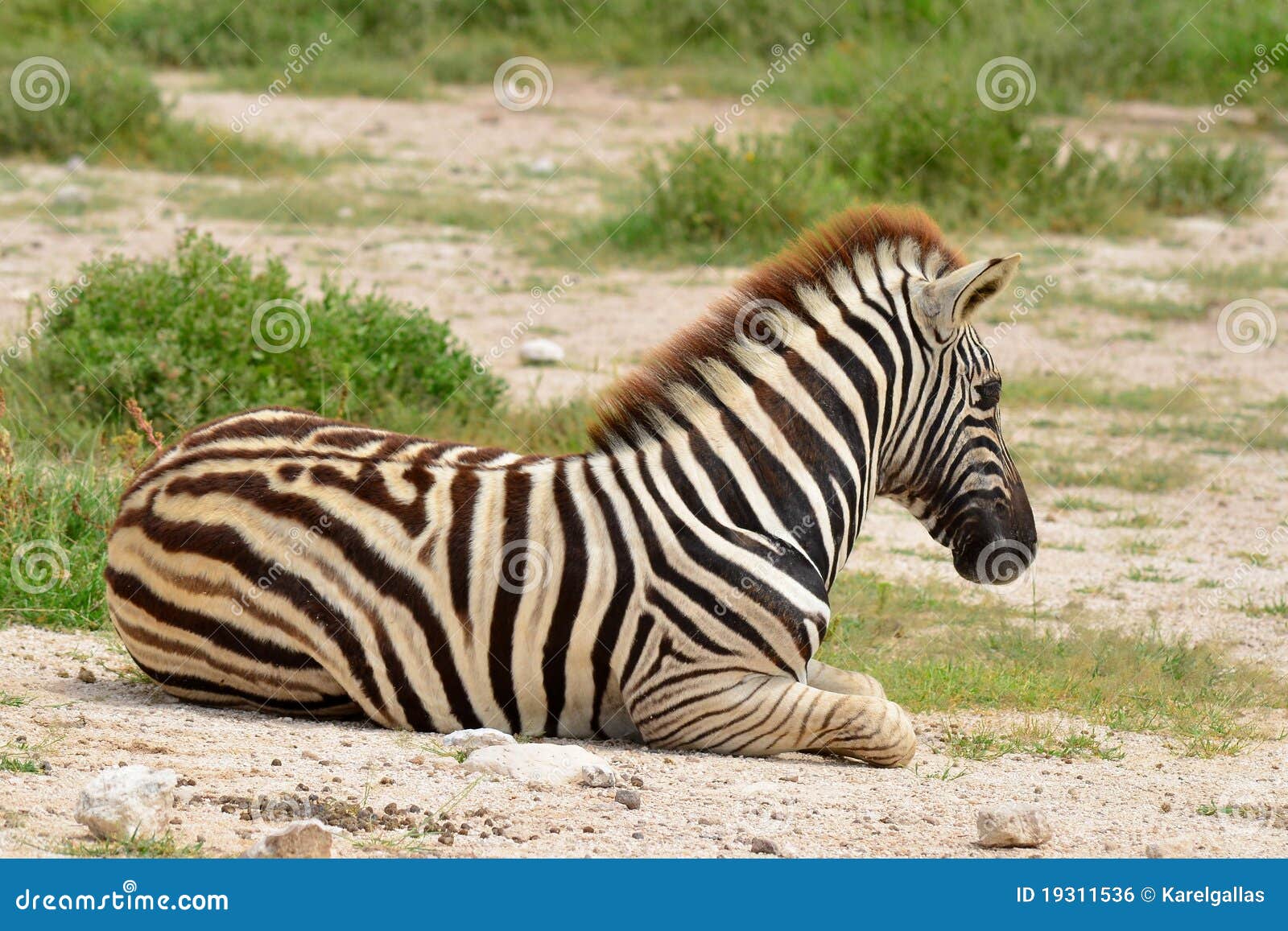 Young zebra stock photo. Image of action, striped, african - 19311536