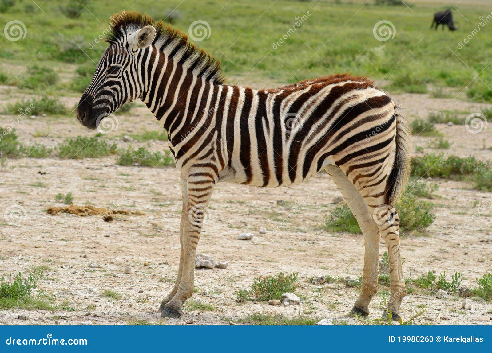 Young zebra stock photo. Image of safari, savannah, animal - 19980260