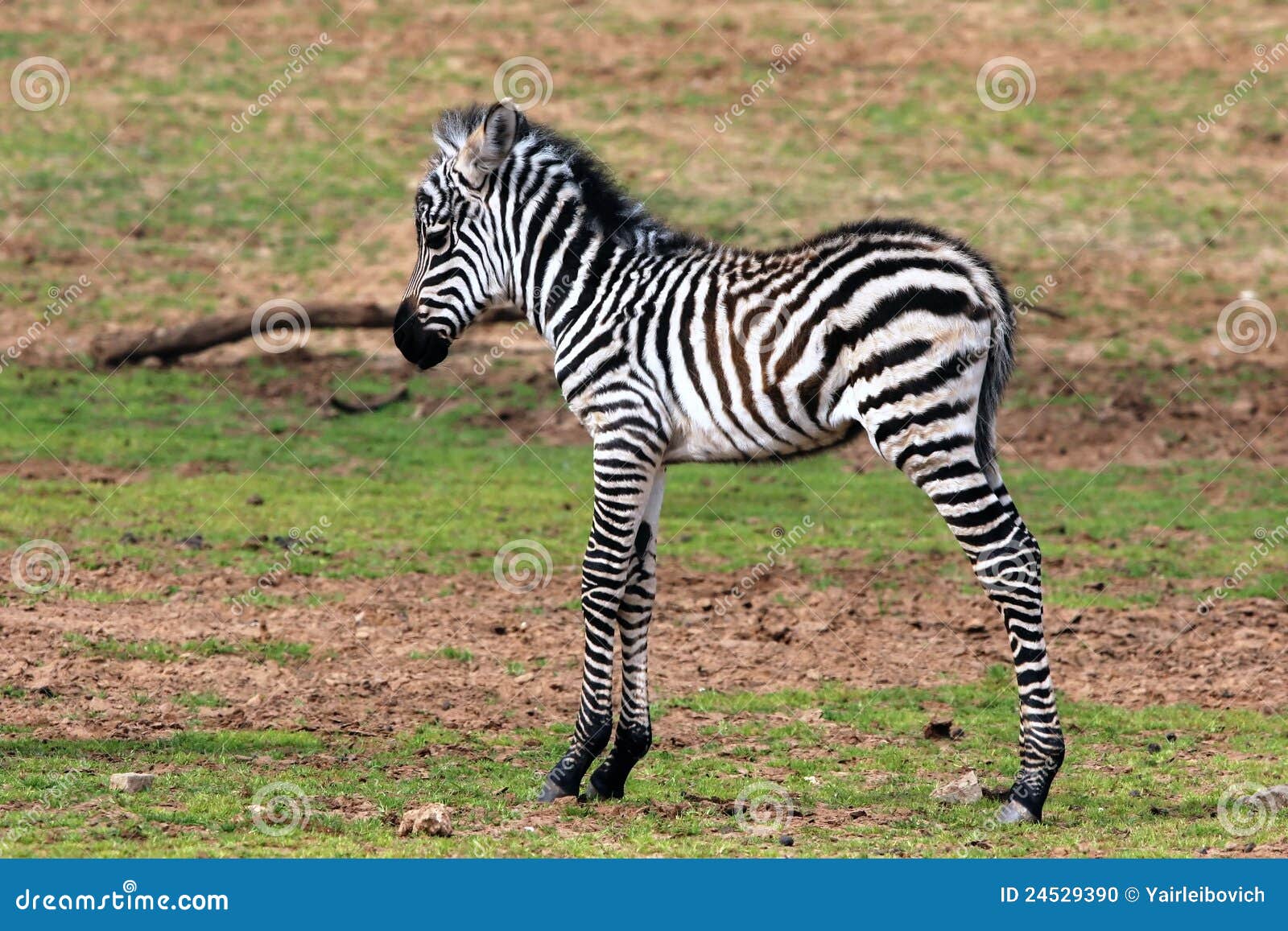 Young zebra stock photo. Image of safari, green, nature - 24529390