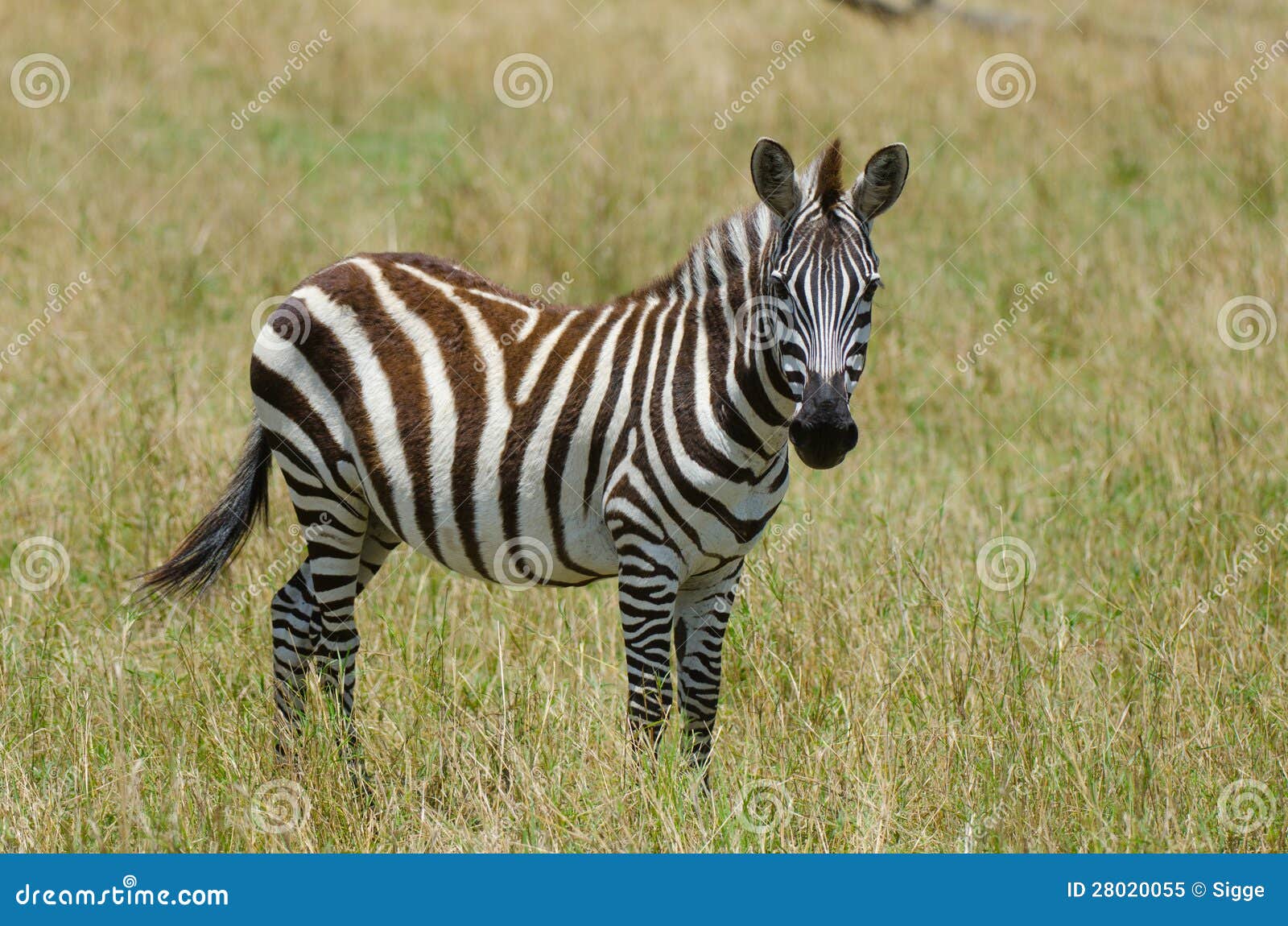 Young Zebra stock image. Image of mara, quagga, savanna - 28020055