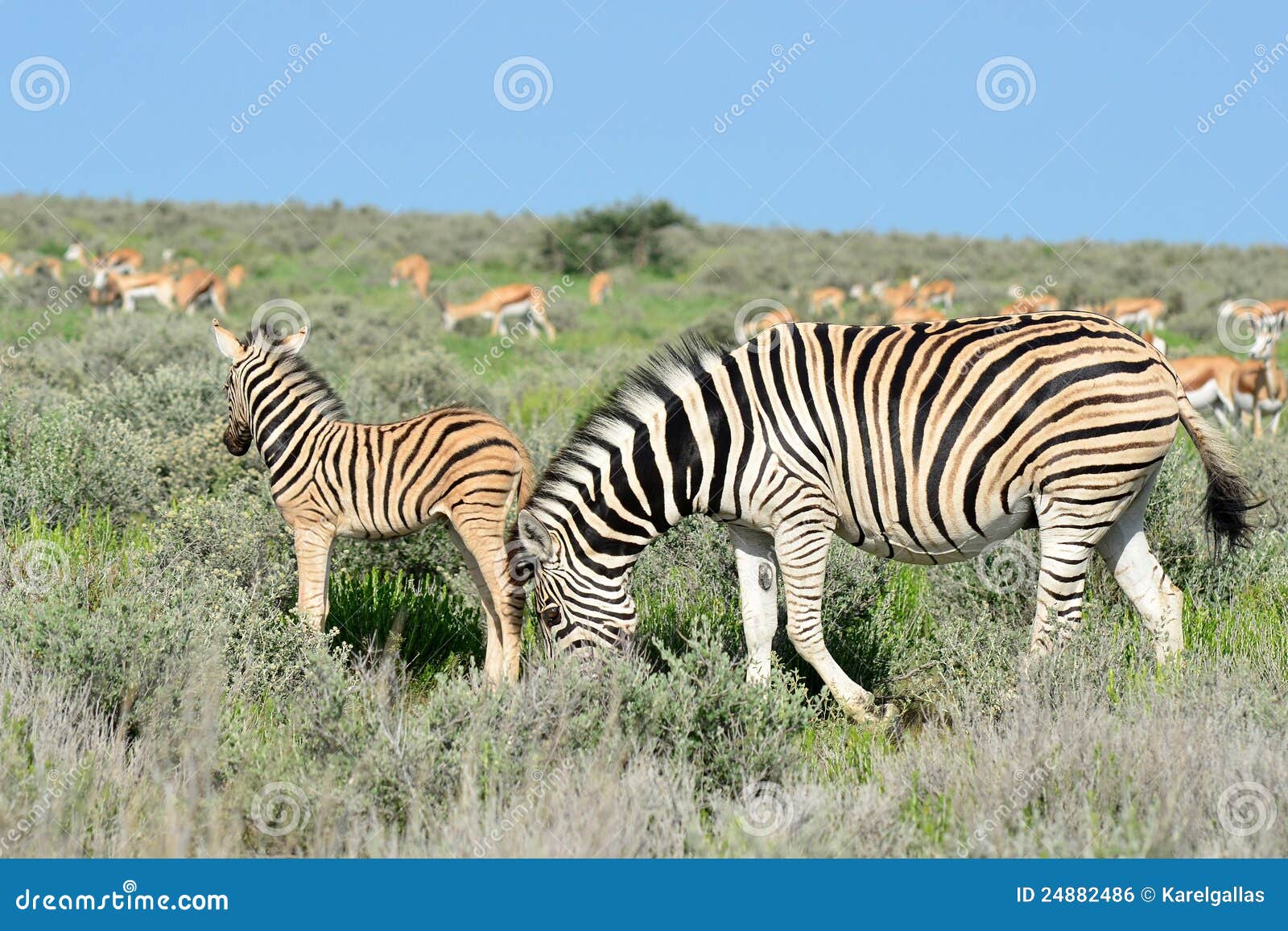 Young zebra and antelope stock photo. Image of namibia - 24882486