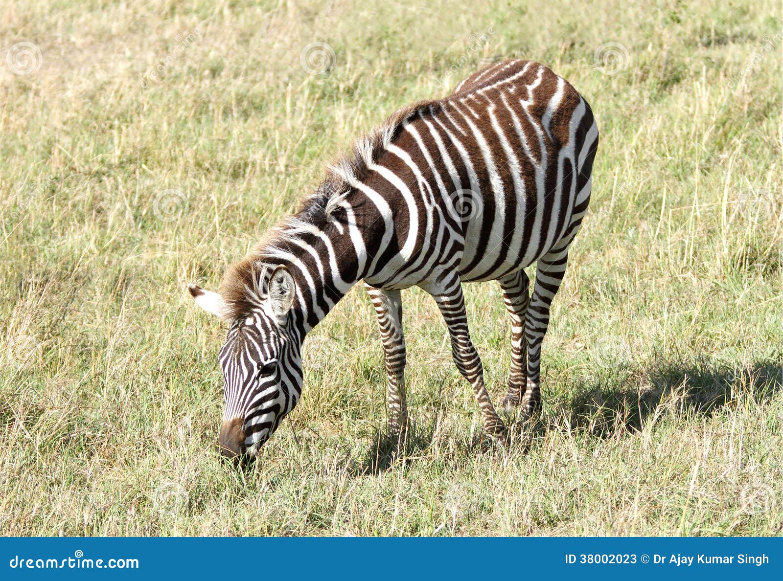A young Zebra grazing stock image. Image of white, barren - 38002023
