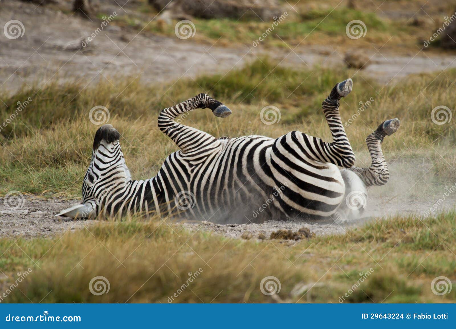 Young Zebra Lying Down on the Back Stock Photo - Image of horizontal ...