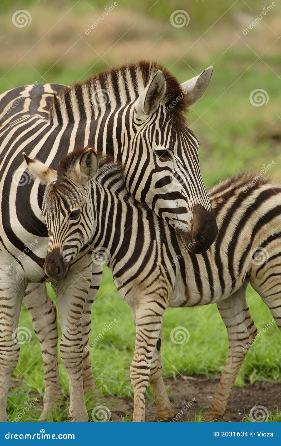 Young zebra with mum stock photo. Image of white, small - 2031634