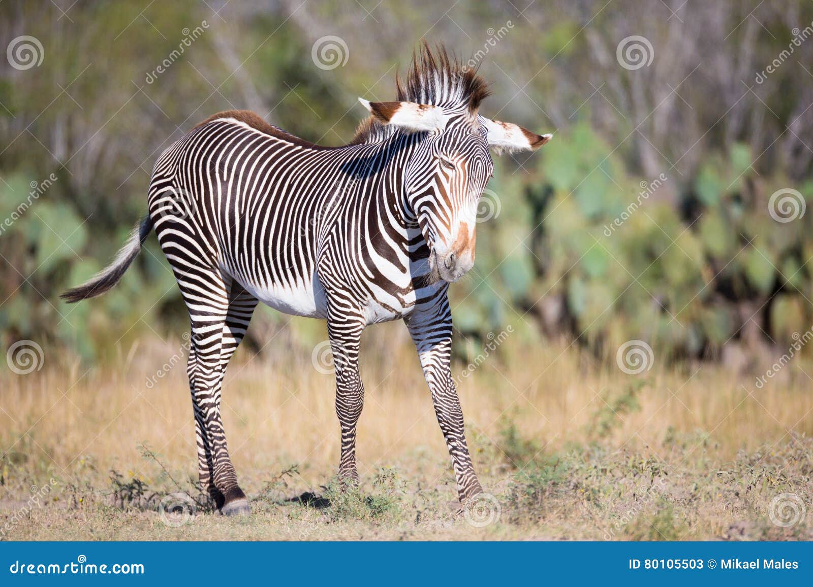 Young Zebra Playing during the Morning Stock Image - Image of colors ...