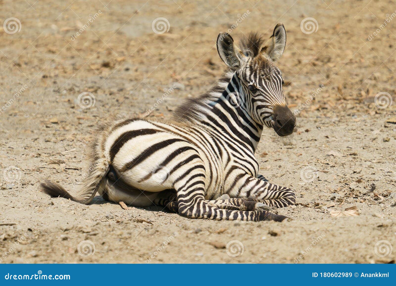 Young Zebra Resting on the Ground Stock Image - Image of wildlife ...