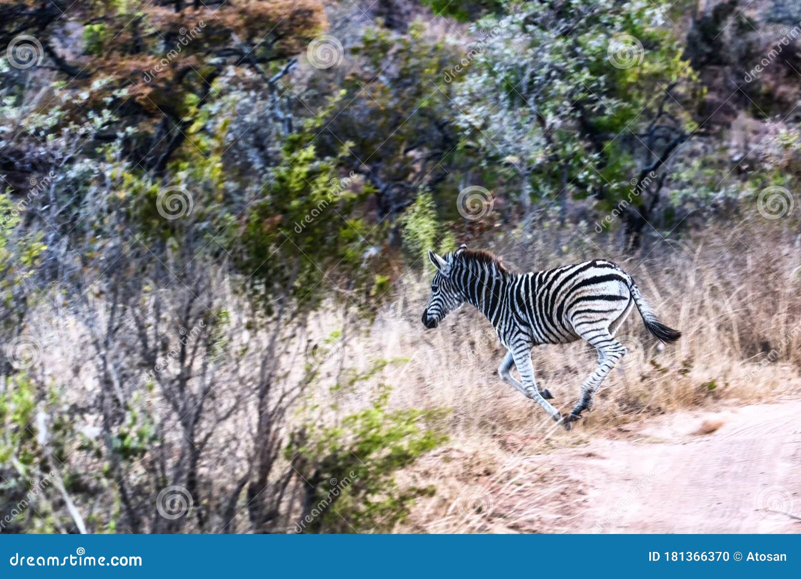 Young zebra running stock photo. Image of running, terrain - 181366370