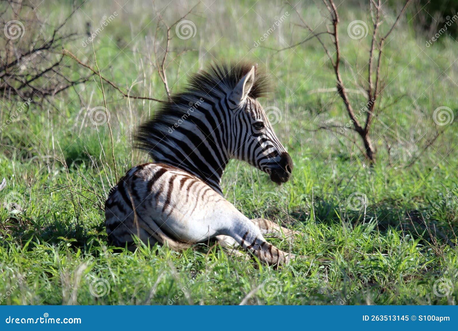 A Young Zebra with a Spiky Main Stock Image - Image of sand, condition ...