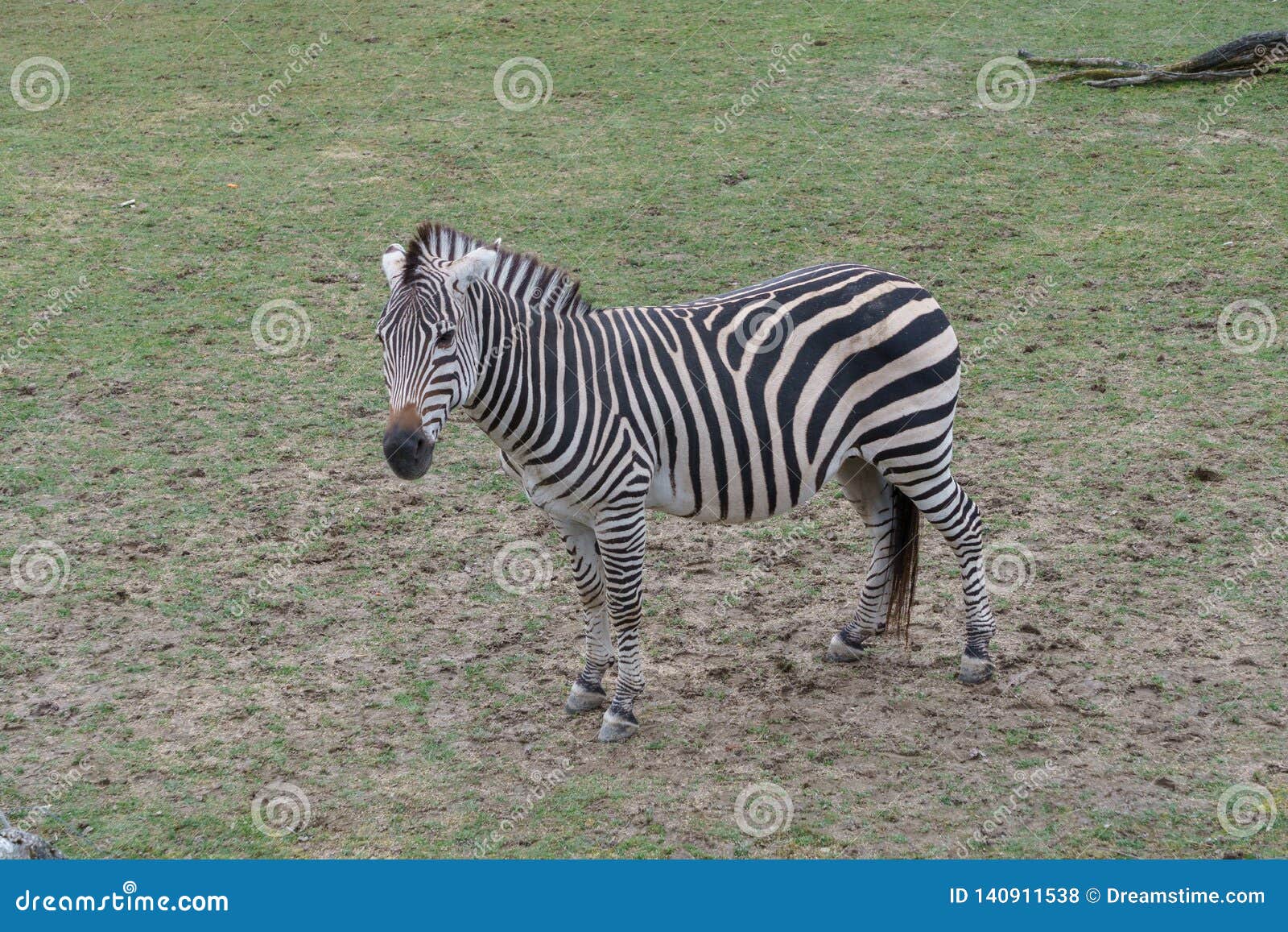 Young Zebra Standing Around in the Wilderness Stock Photo - Image of ...