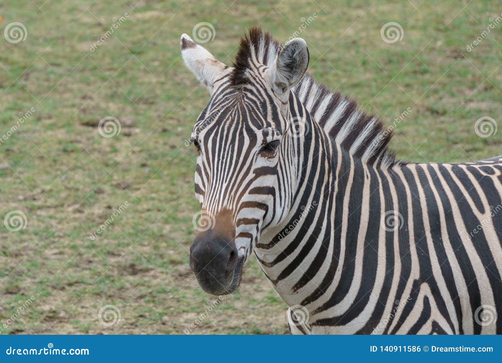 Young Zebra Standing Around in the Wilderness Stock Photo - Image of ...