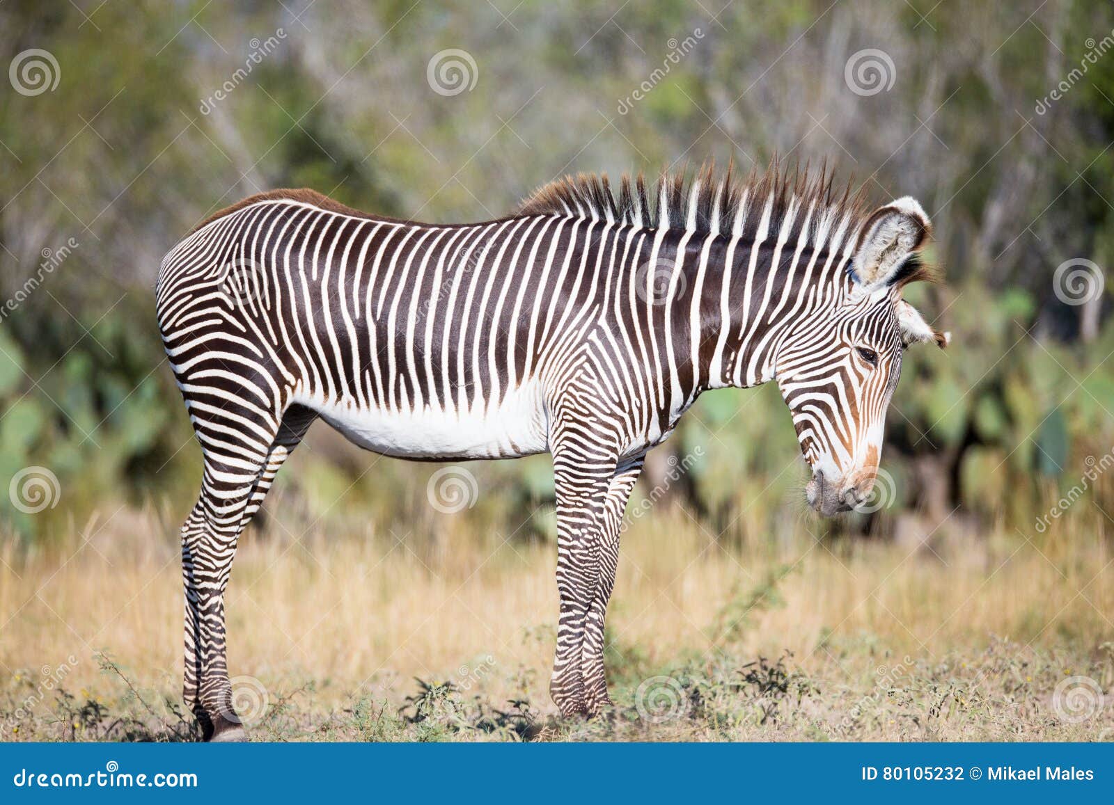 Zebra Standing In Long Grass, With Sun Setting Royalty-Free Stock ...