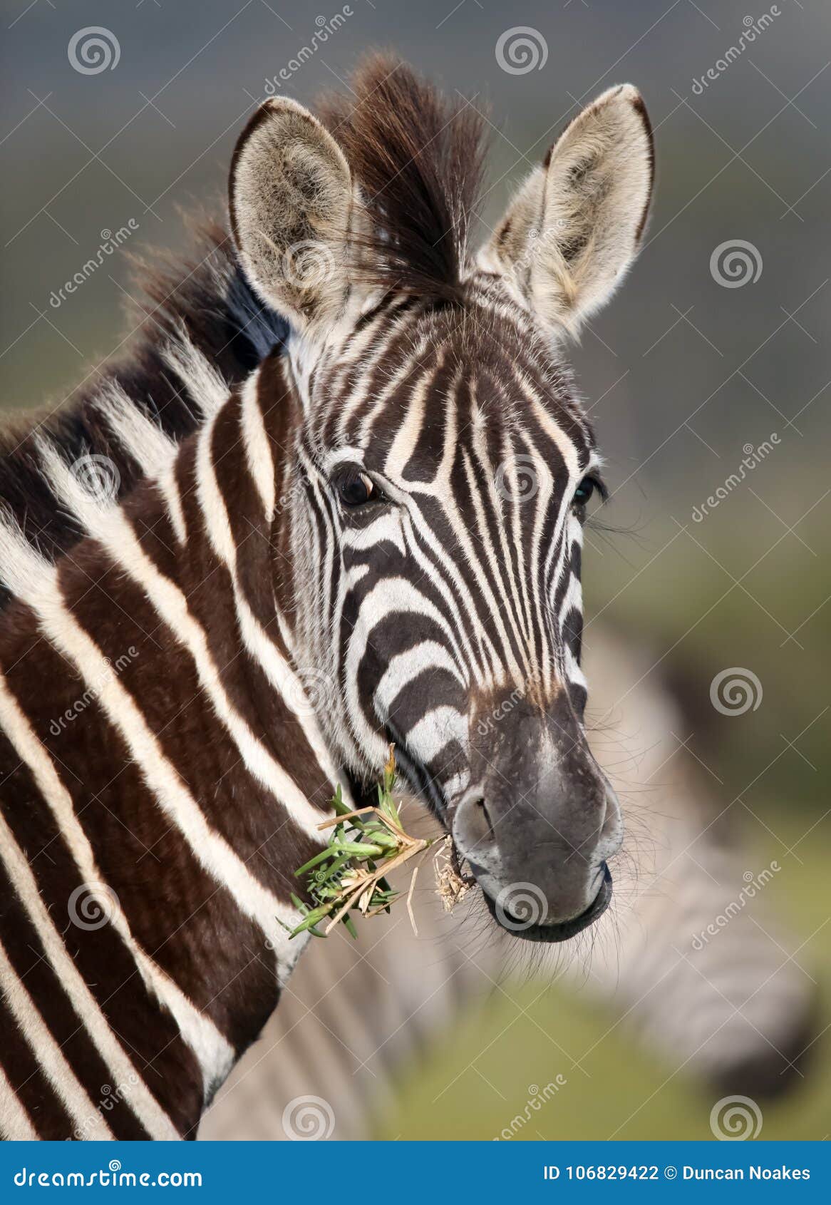 Young Zebra with Startled Look Stock Photo - Image of grass, female ...