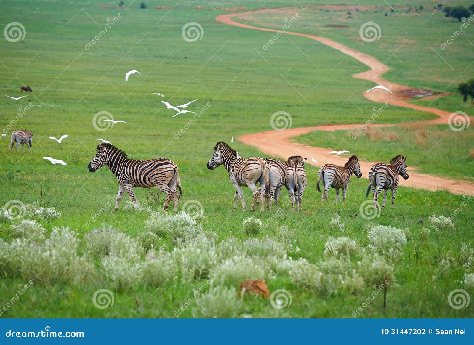 Young Zebra stock photo. Image of wildlife, green, mammal - 31447202