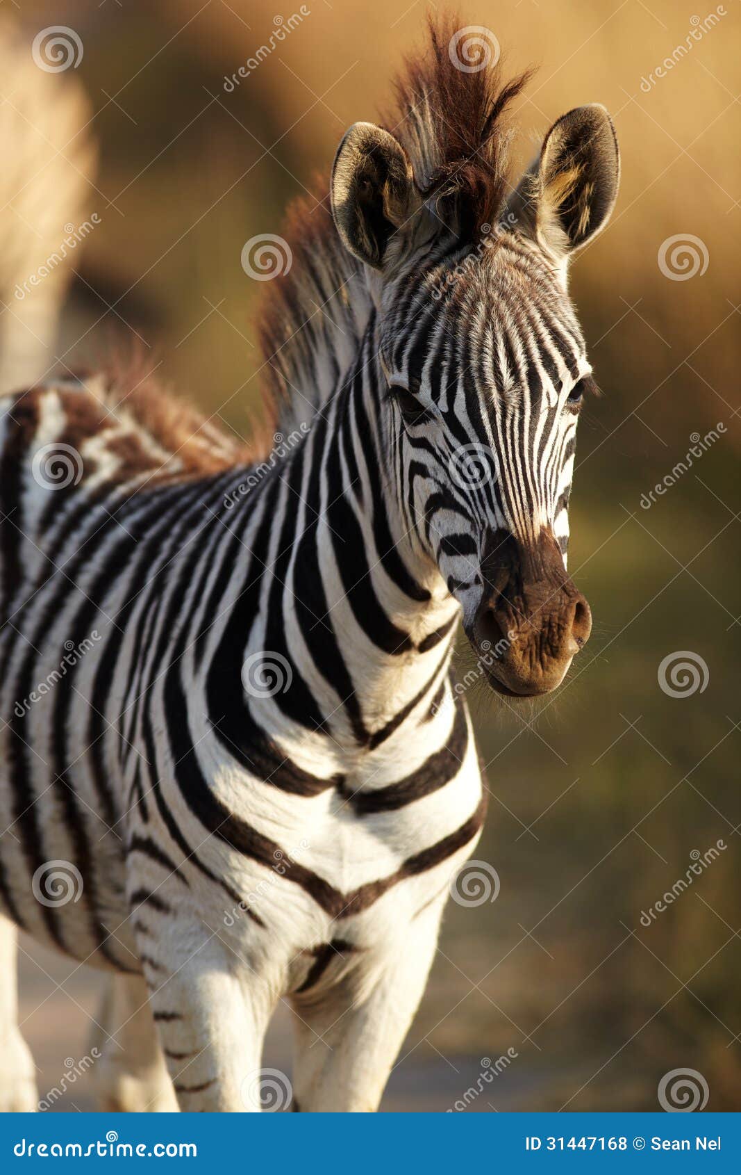 Young Zebra stock photo. Image of black, national, winter - 31447168