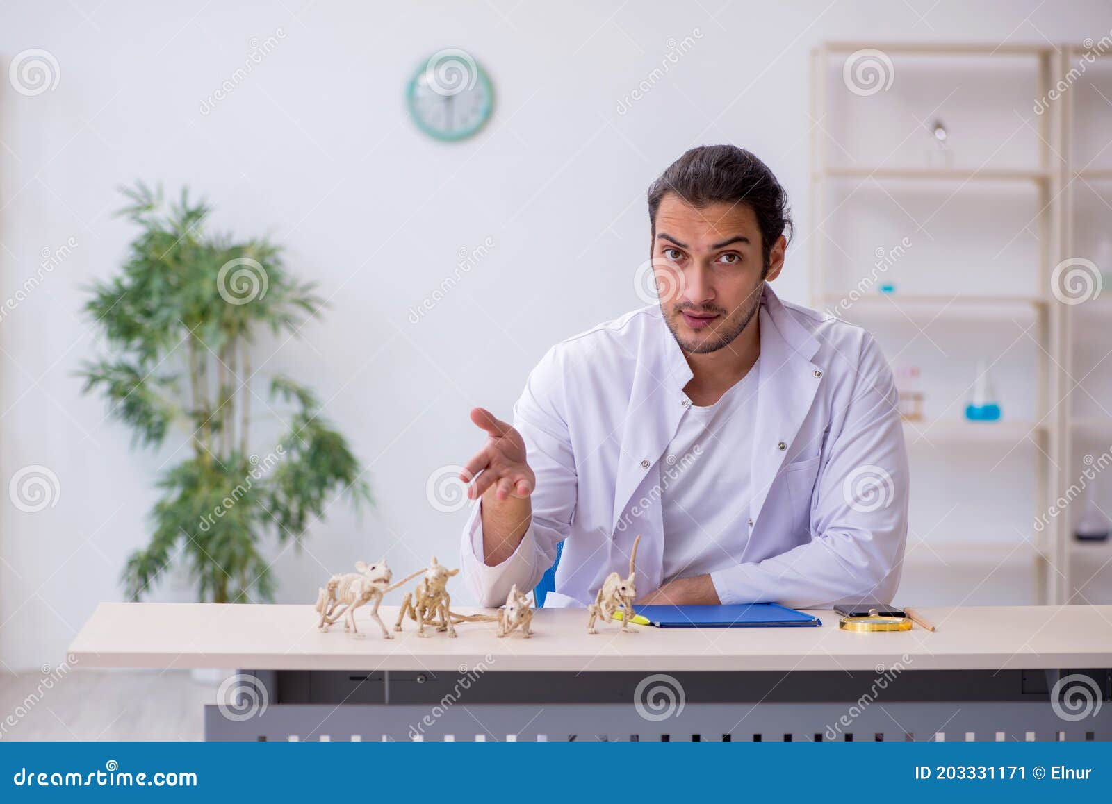 Young Male Zoologist Examining Mice at Lab Stock Image - Image of ...