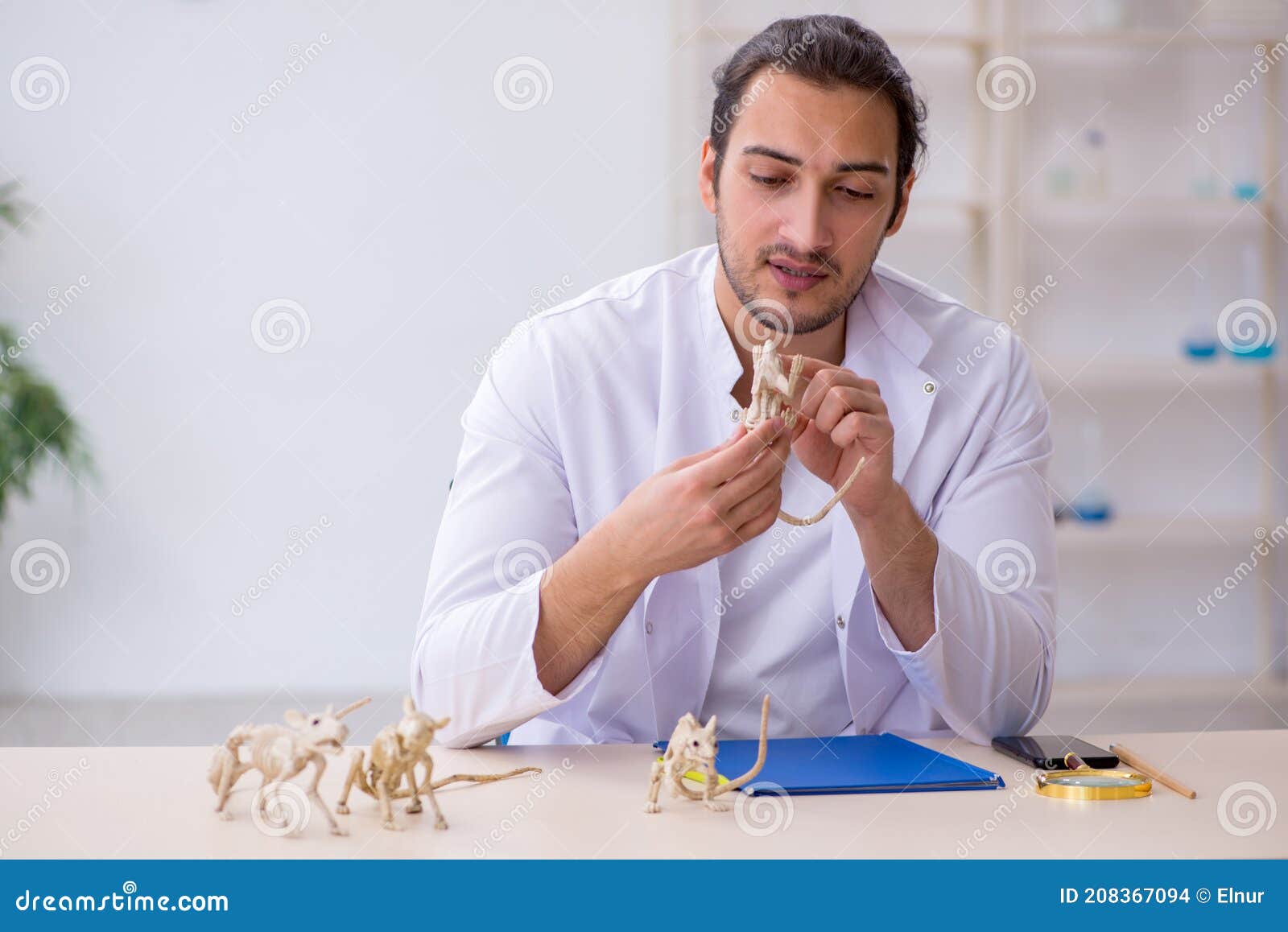 Young Male Zoologist Examining Mice at Lab Stock Photo - Image of looking, body: 208367094