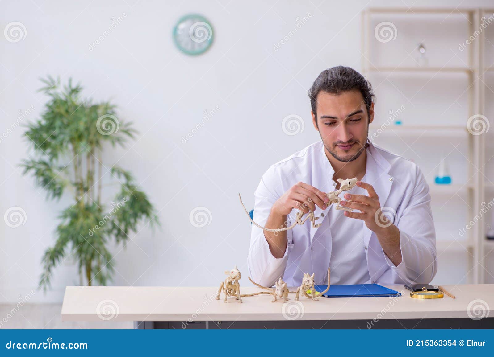Young Male Zoologist Examining Mice at Lab Stock Photo - Image of ...