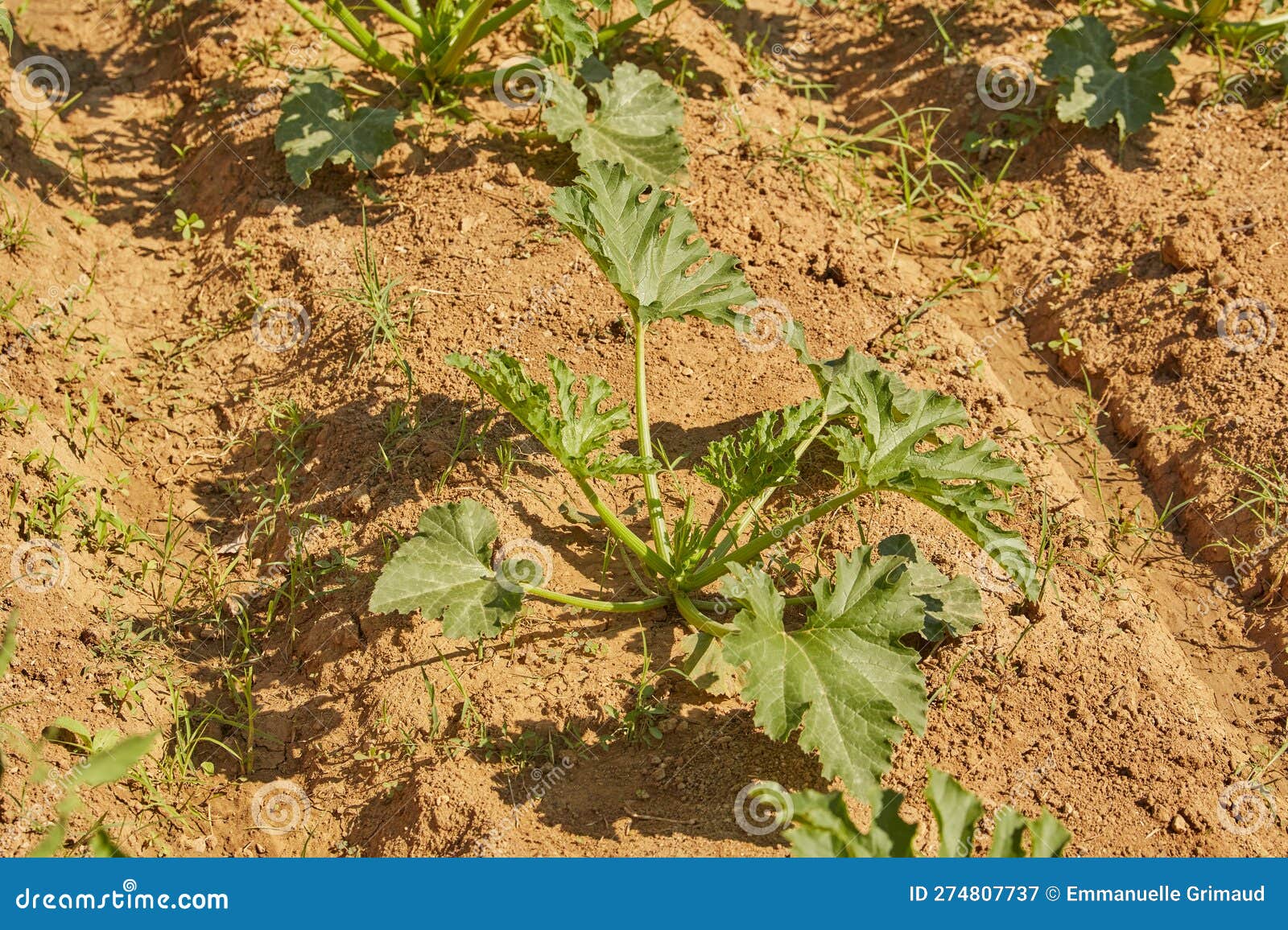 A young zucchini foot stock image. Image of natural - 274807737