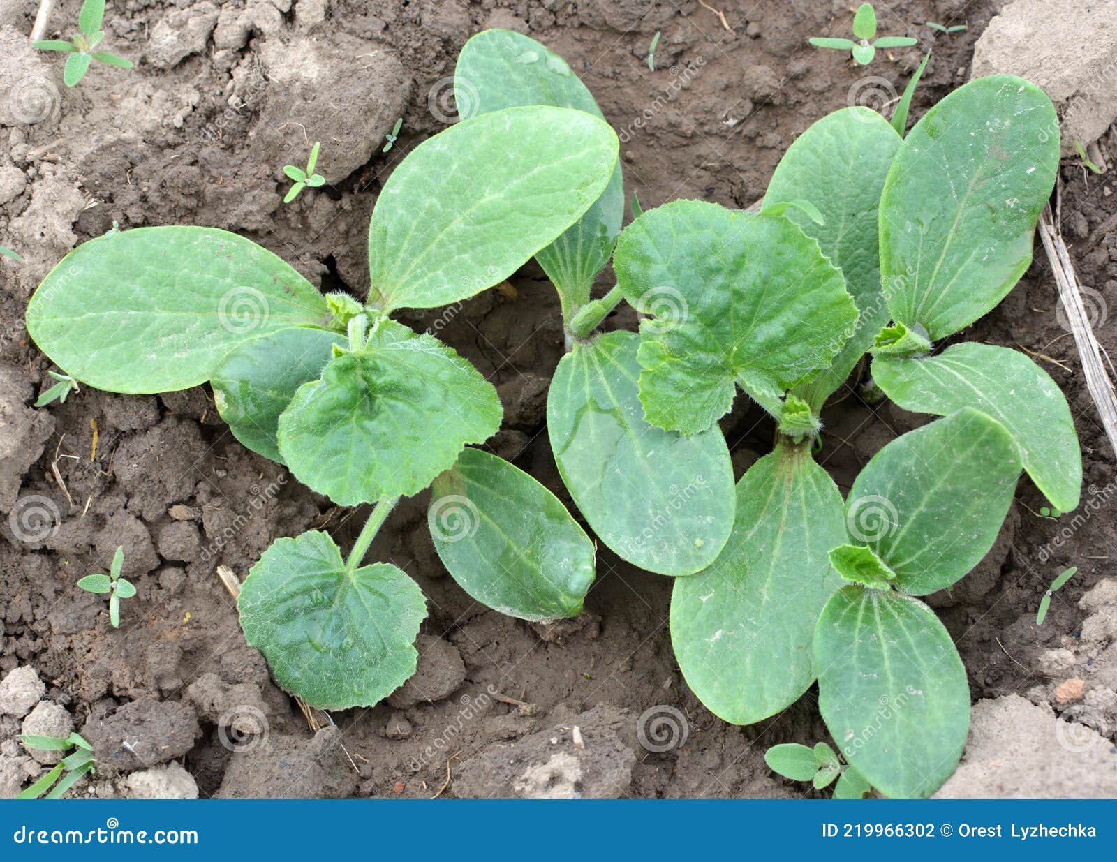 Young Zucchini Seedlings Grow in the Open Ground Stock Photo - Image of ...