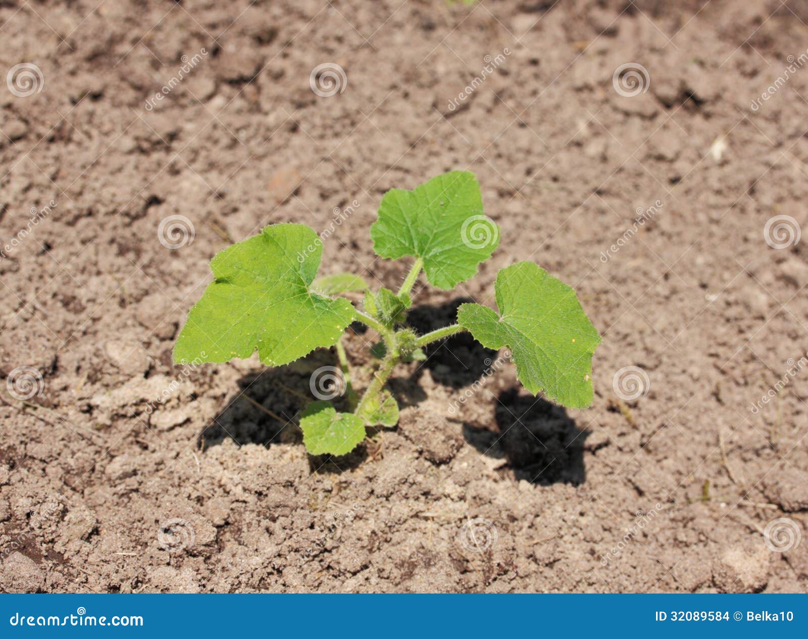 Young zucchini seedlings stock photo. Image of hope, cultivate - 32089584